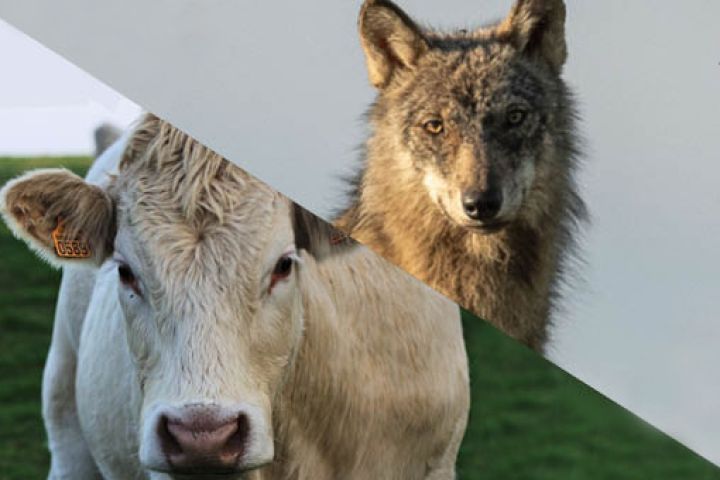Wolves and Cattle | KORA – Raubtierökologie und Wildtiermanagement - KORA