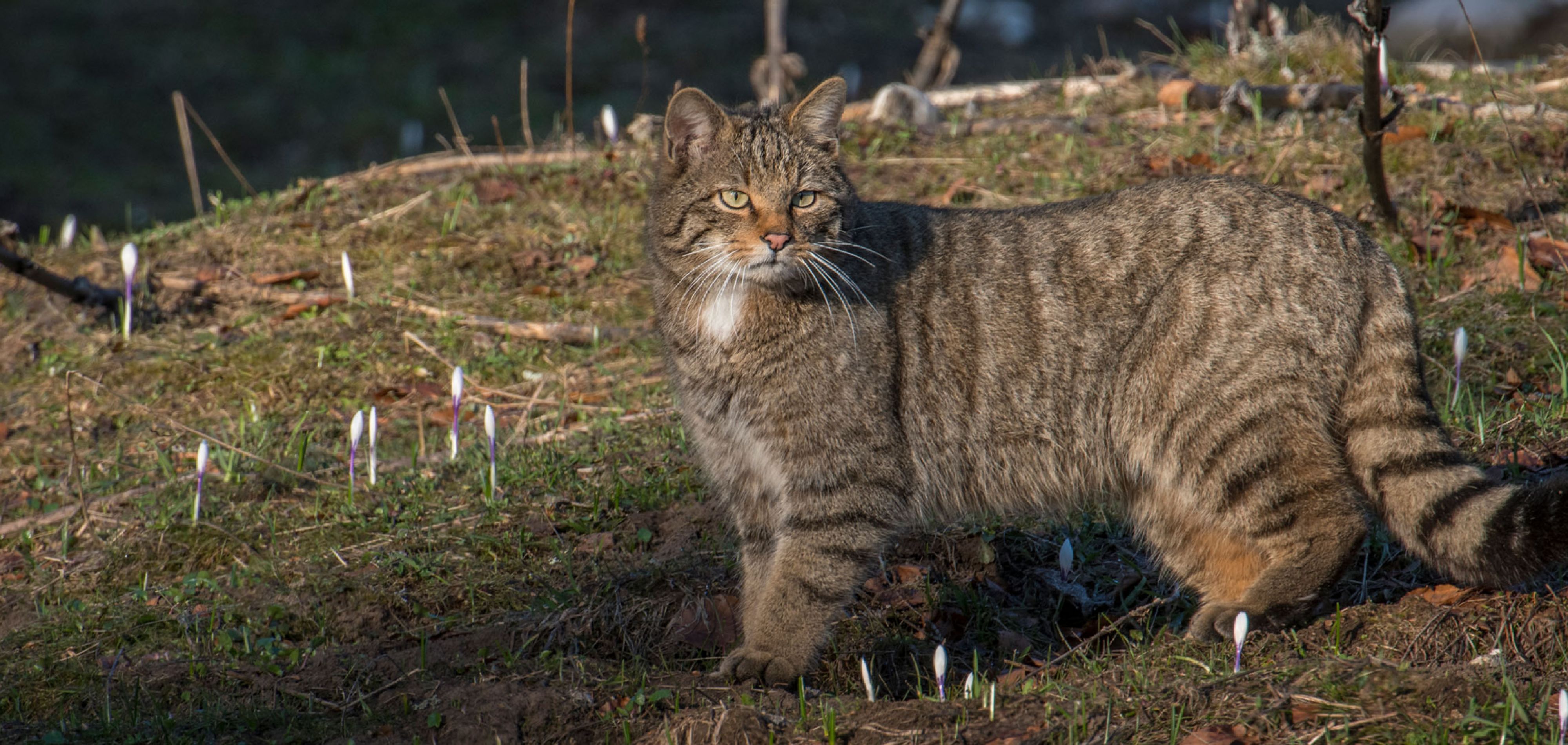 KORA – Carnivore Ecology and Wildlife Management | KORA ...