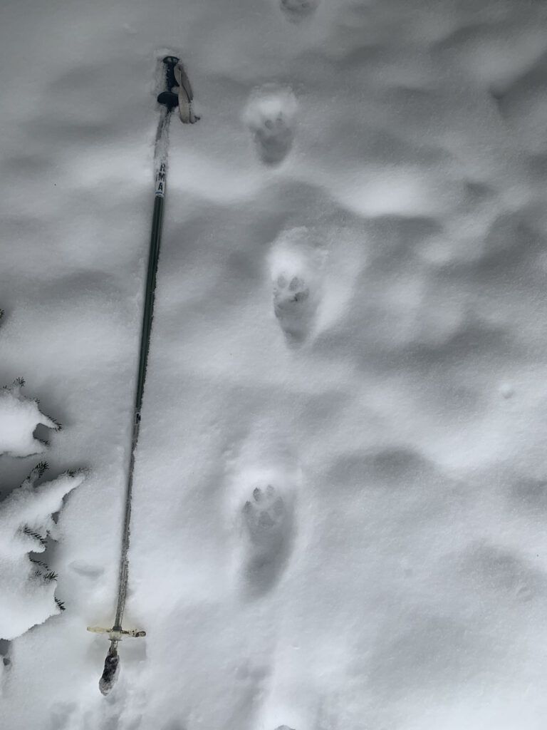 SIGNS IN THE FIELD | KORA – Raubtierökologie und Wildtiermanagement - KORA