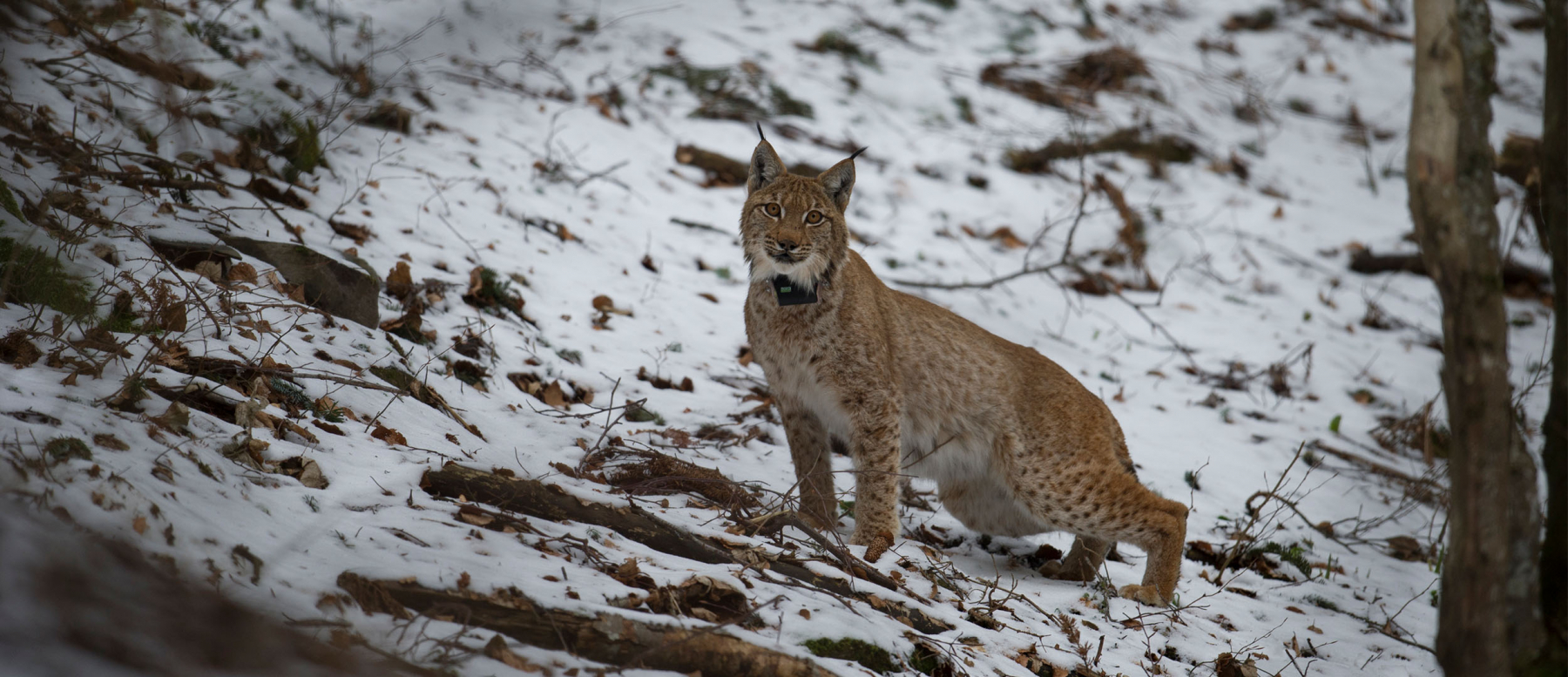 KORA | KORA – Raubtierökologie und Wildtiermanagement - KORA