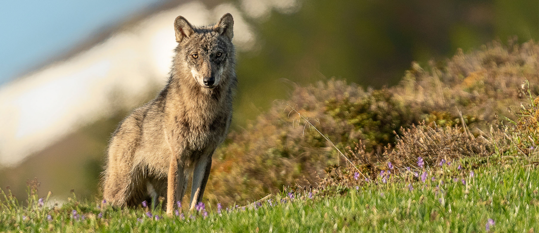 WOLF ATTACKS ON DOMESTIC ANIMALS | KORA – Raubtierökologie und ...
