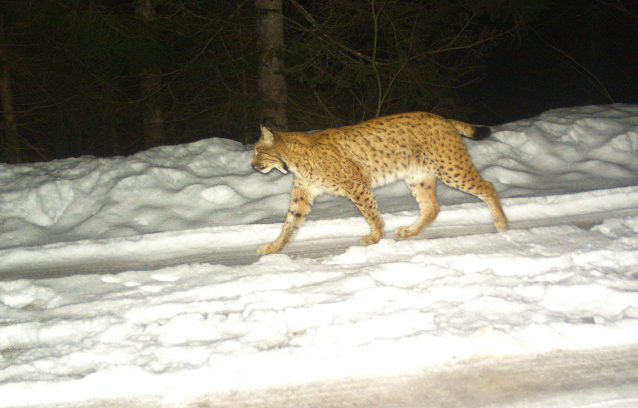 First lynx monitoring in the eastern central Switzerland reference area ...
