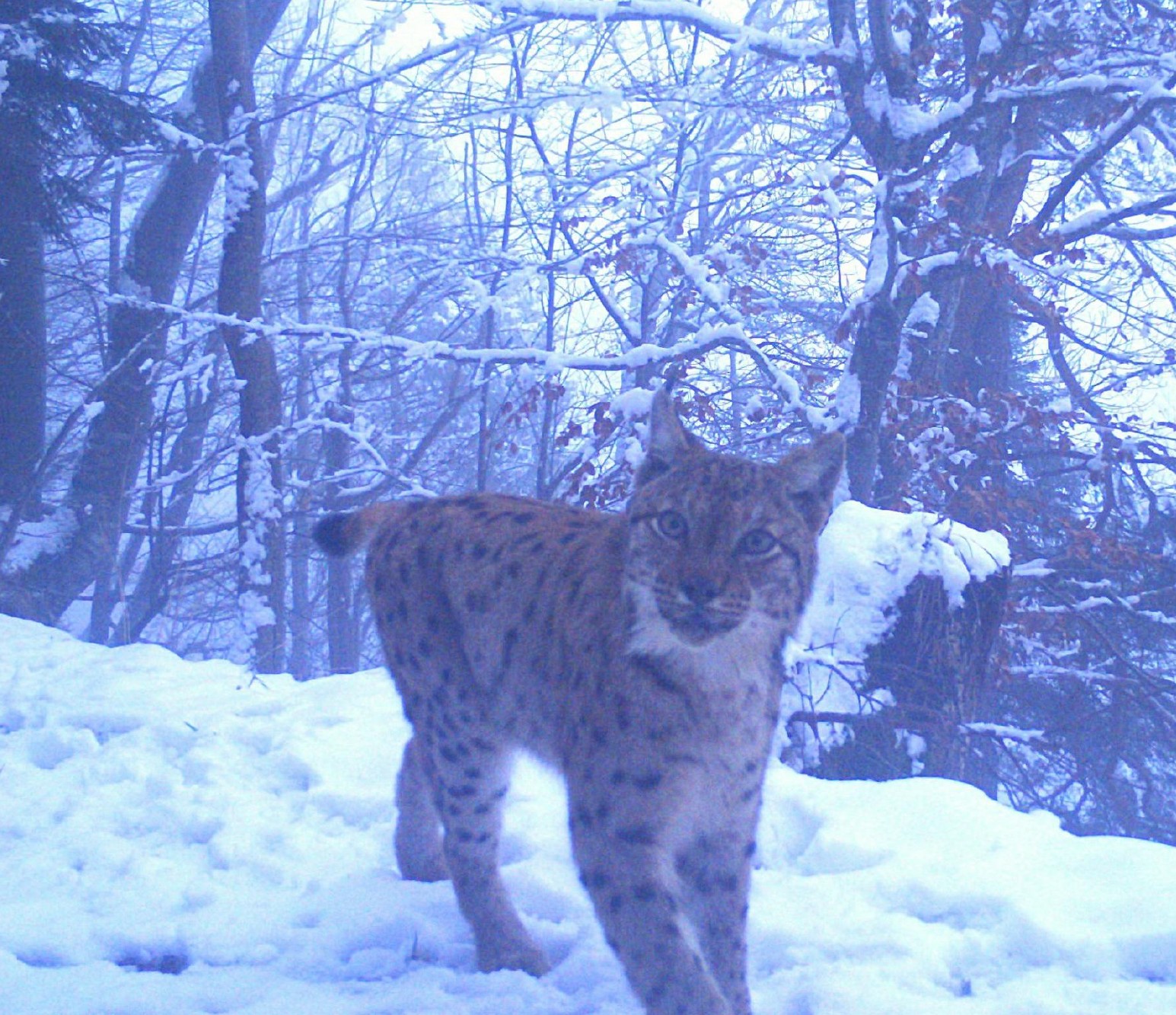 Le lynx dans la zone de référence Nord-Est de la Suisse | KORA ...